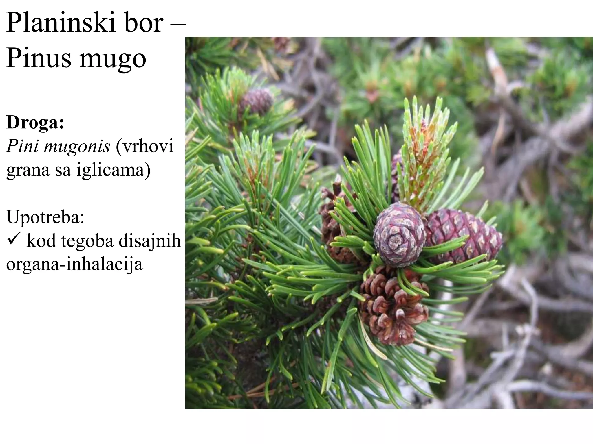 Planinske ljekovite biljke | PPT