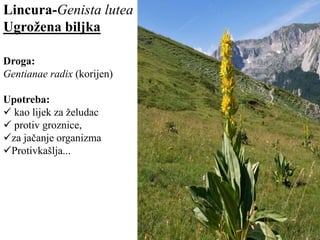 Planinske ljekovite biljke | PPT