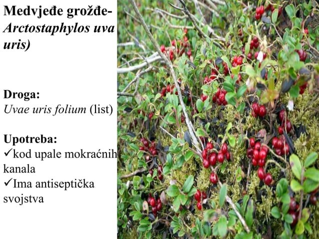 Planinske ljekovite biljke | PPT