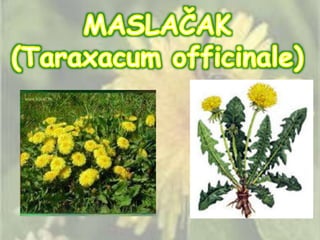 Ljekovite i samonikle jestive bobe | PPT