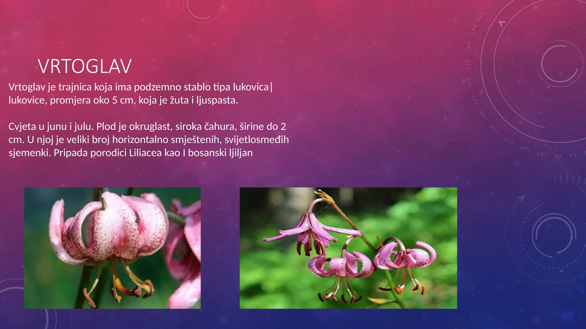 BIOLOGIJA ENDEMI za 7 razred dozvoljeno | PPTX