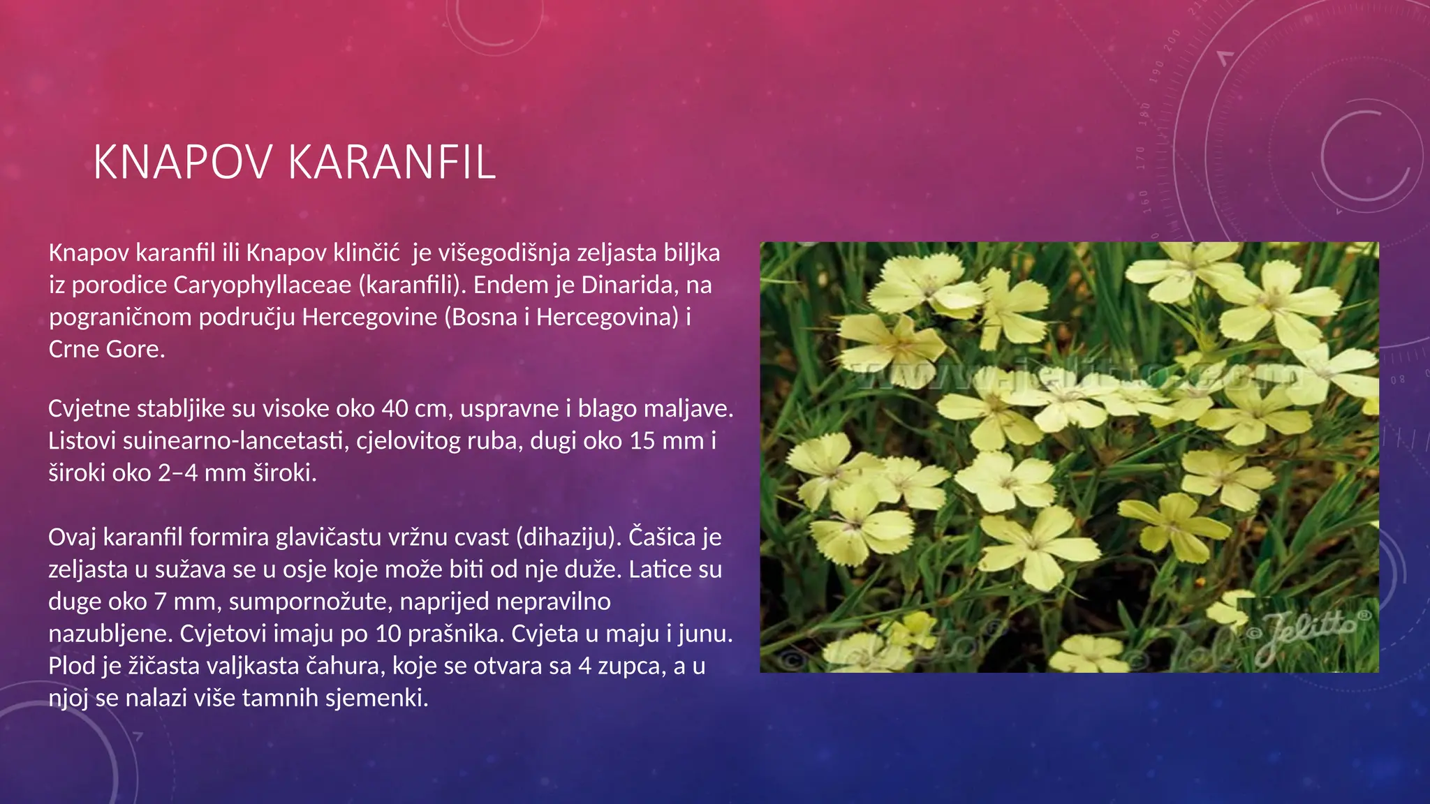 BIOLOGIJA ENDEMI za 7 razred dozvoljeno | PPTX