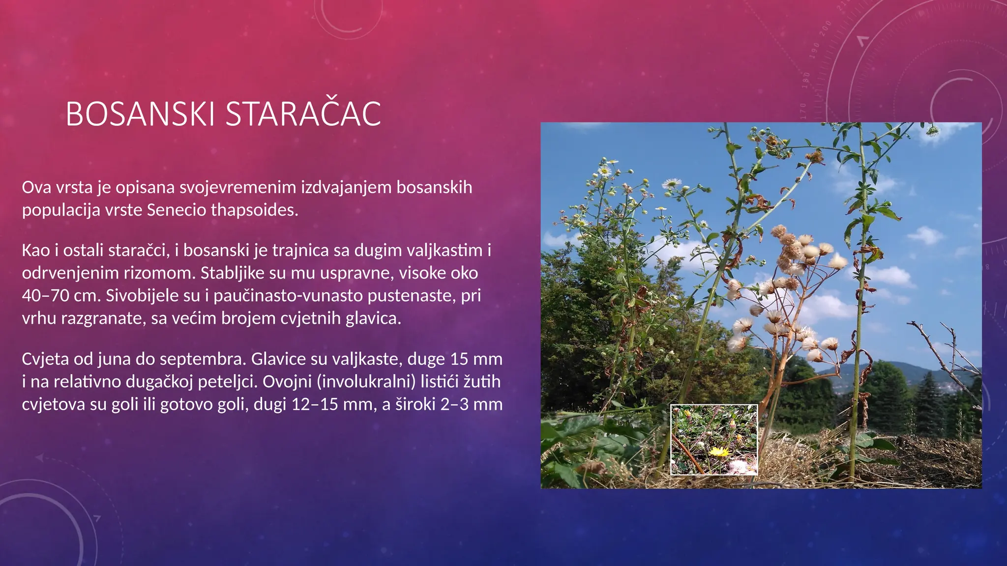 BIOLOGIJA ENDEMI za 7 razred dozvoljeno | PPTX