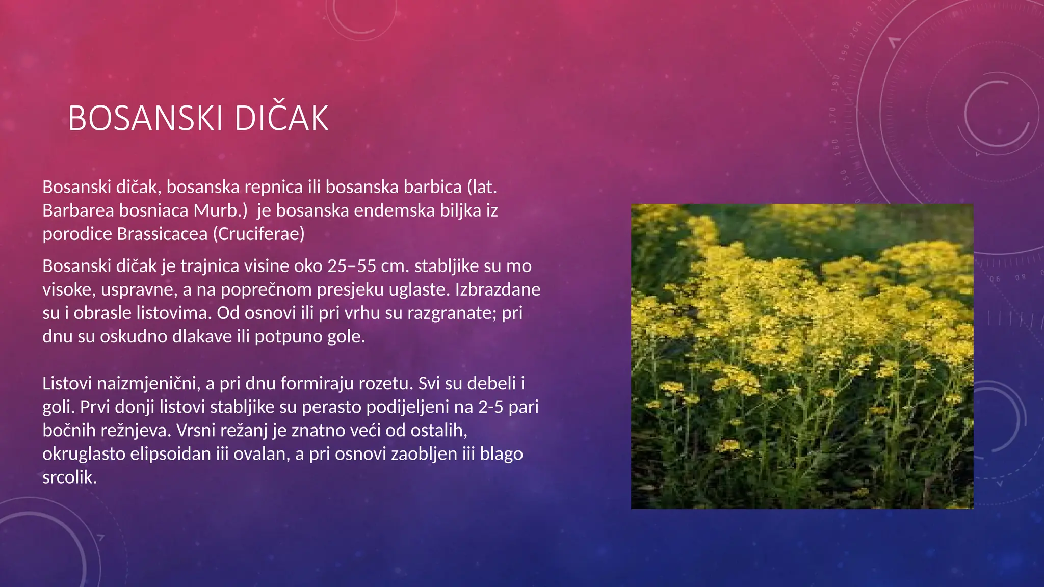BIOLOGIJA ENDEMI za 7 razred dozvoljeno | PPTX