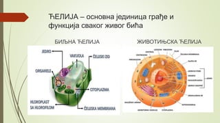 Biologija 5.pptx