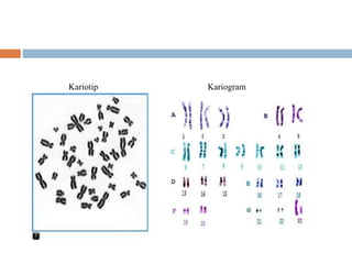 Hromozomi čovjeka | PPTX