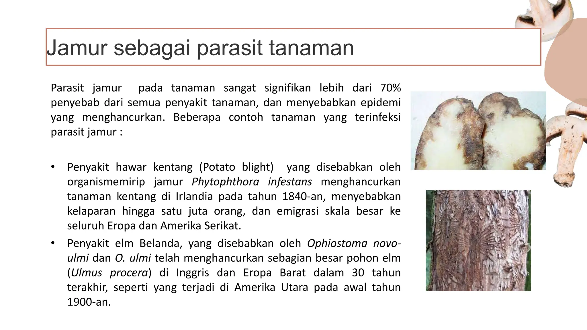 Biologi jamur : klasifikasi, karakter, dan fungsi jamur. istik, .pptx
