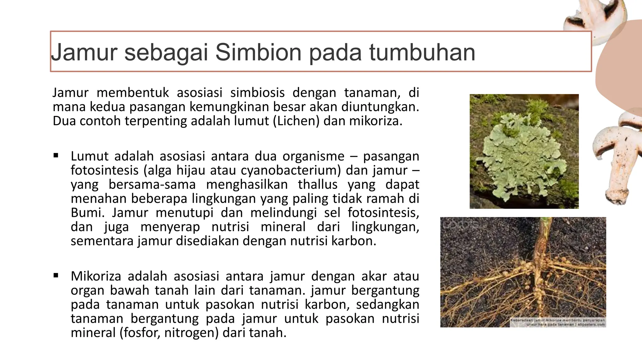 Biologi jamur : klasifikasi, karakter, dan fungsi jamur. istik, .pptx