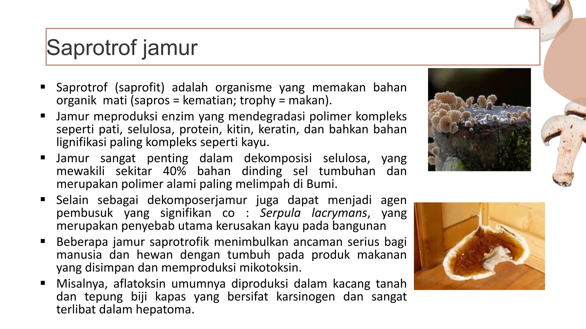 Biologi jamur : klasifikasi, karakter, dan fungsi jamur. istik, .pptx