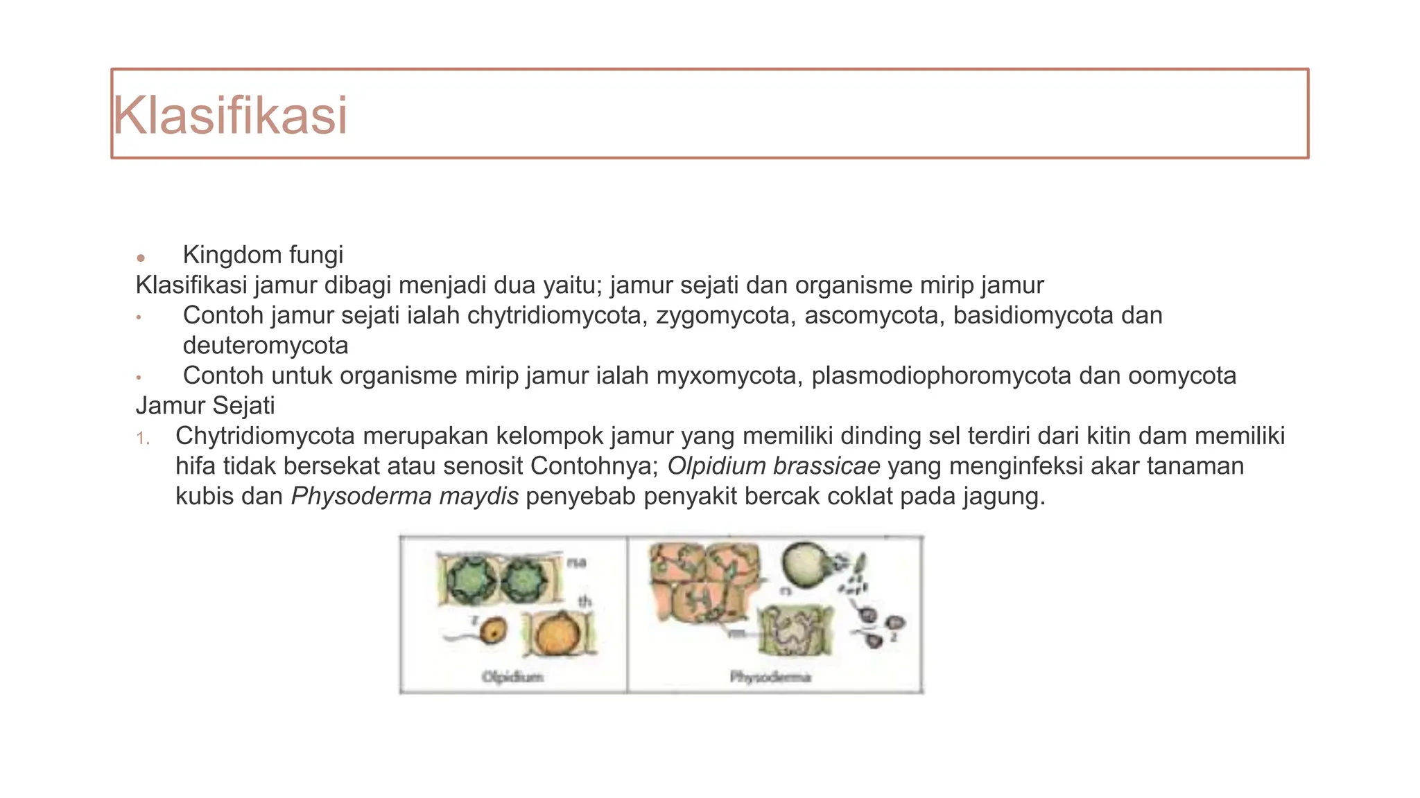 Biologi jamur : klasifikasi, karakter, dan fungsi jamur. istik, .pptx