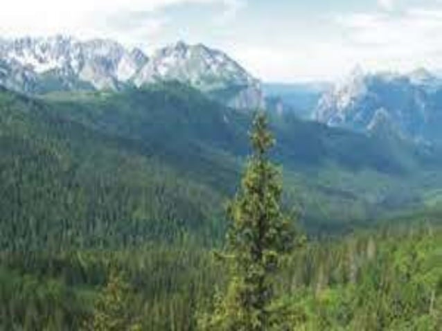 Kopneni (suvozemni) ekosistemi - osnovne odlike.pptx