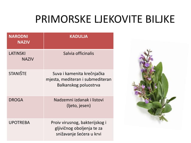 Biologija, primorske ljekovite biljke | PPT