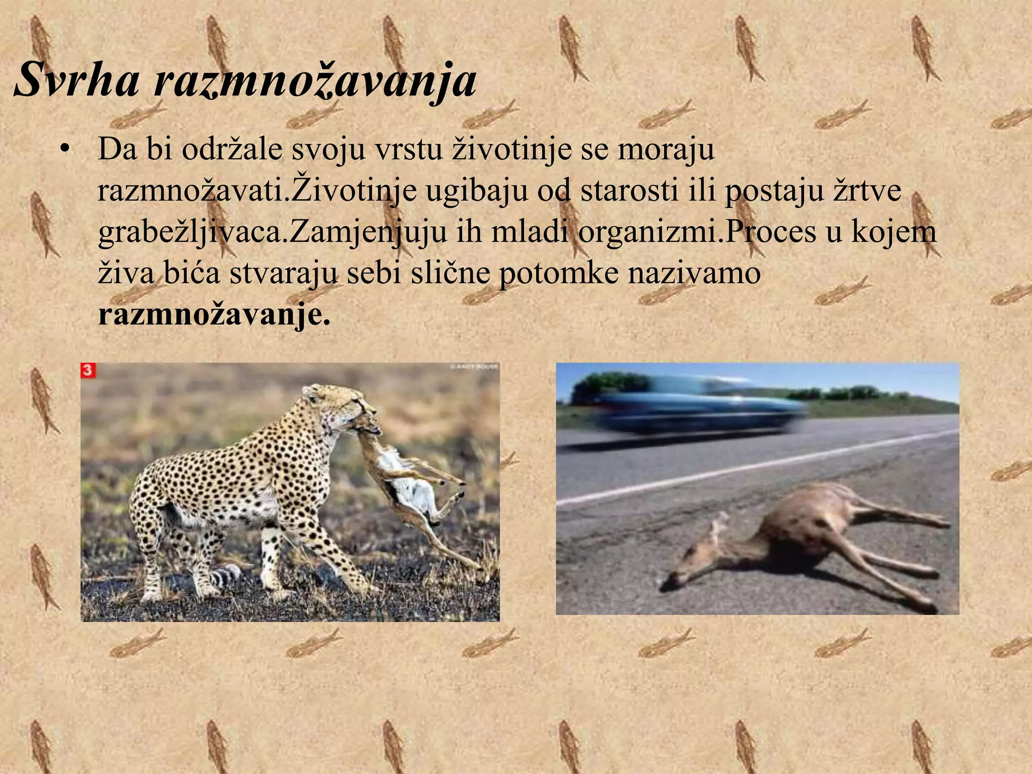 Sistem organa za razmnozavanje kod zivotinja- Srbac | PPTX