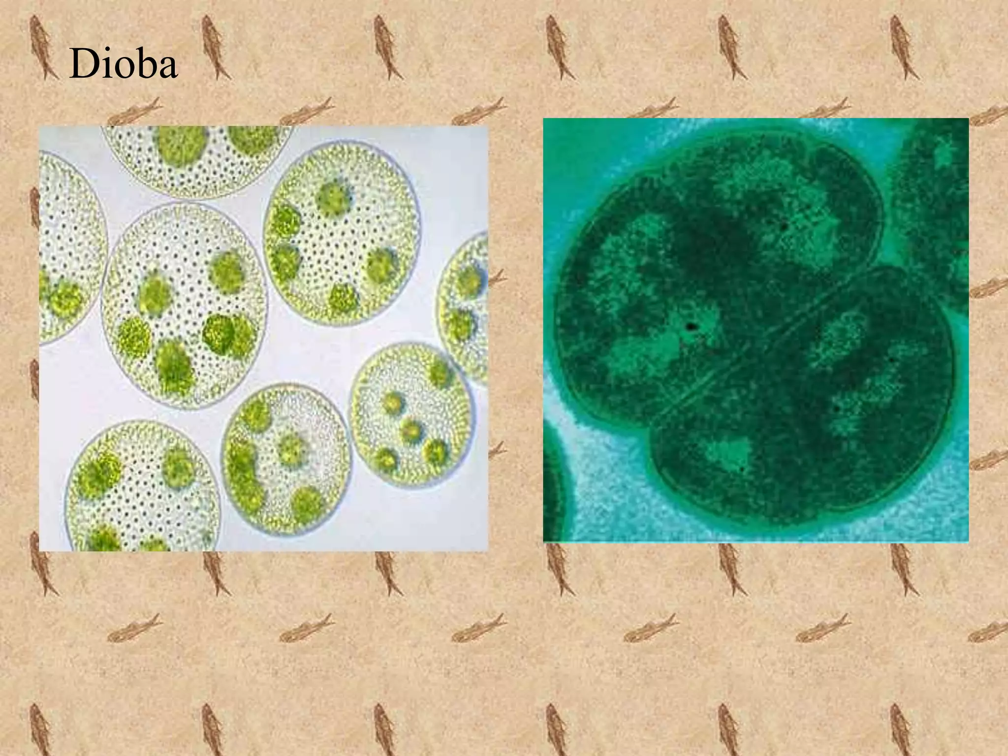 Sistem organa za razmnozavanje kod zivotinja- Srbac | PPTX