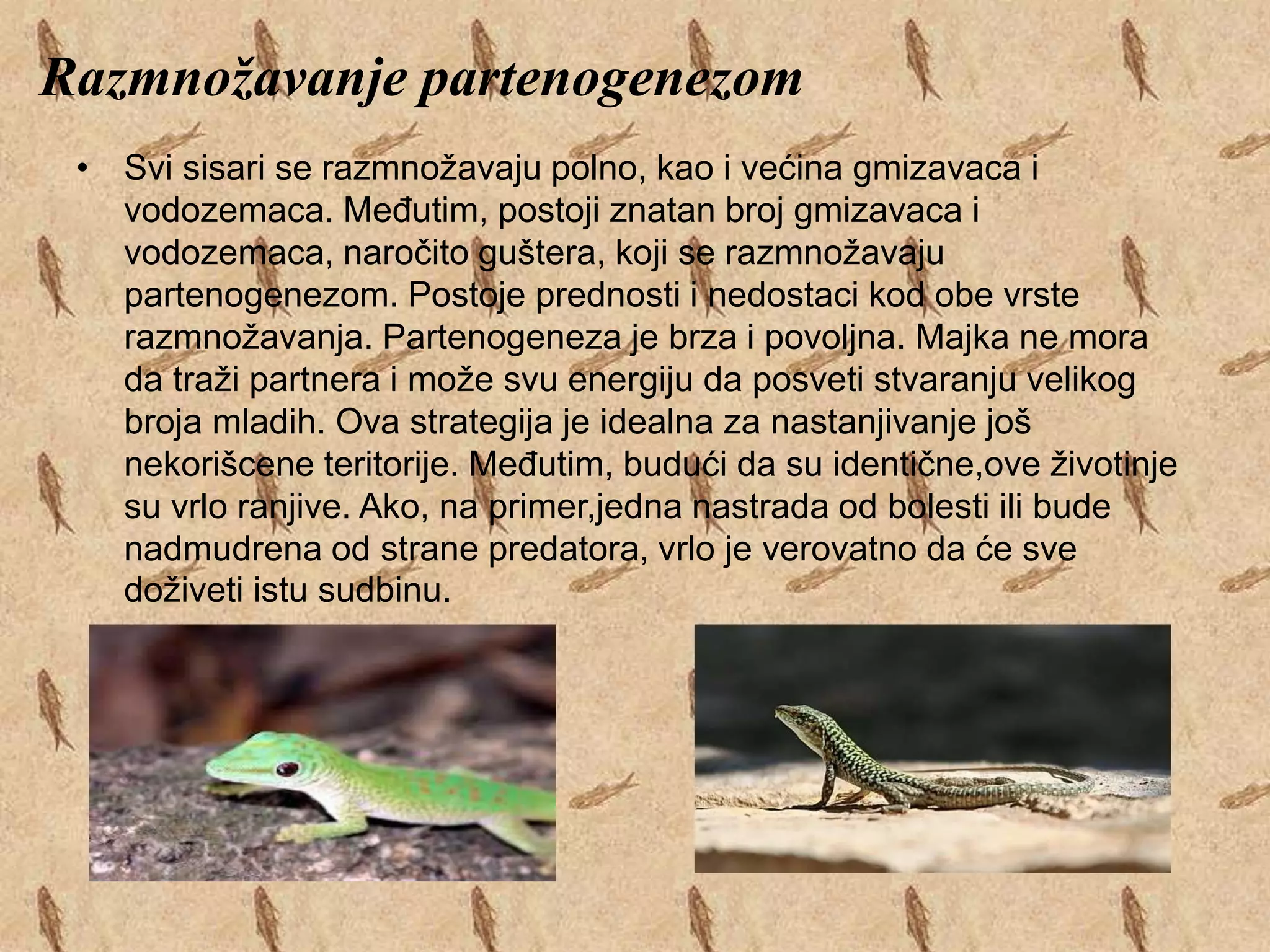 Sistem organa za razmnozavanje kod zivotinja- Srbac | PPTX