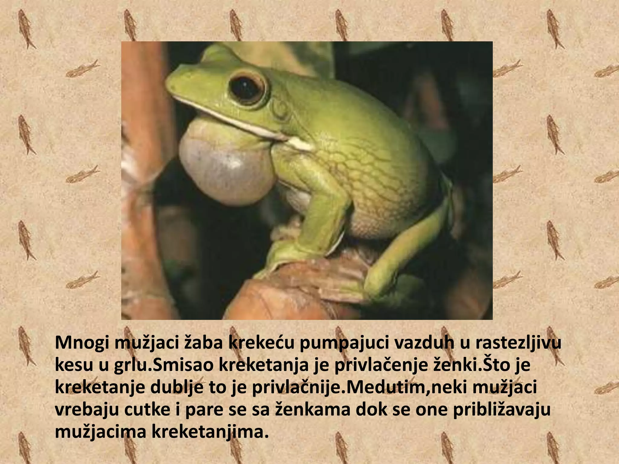 Sistem organa za razmnozavanje kod zivotinja- Srbac | PPTX