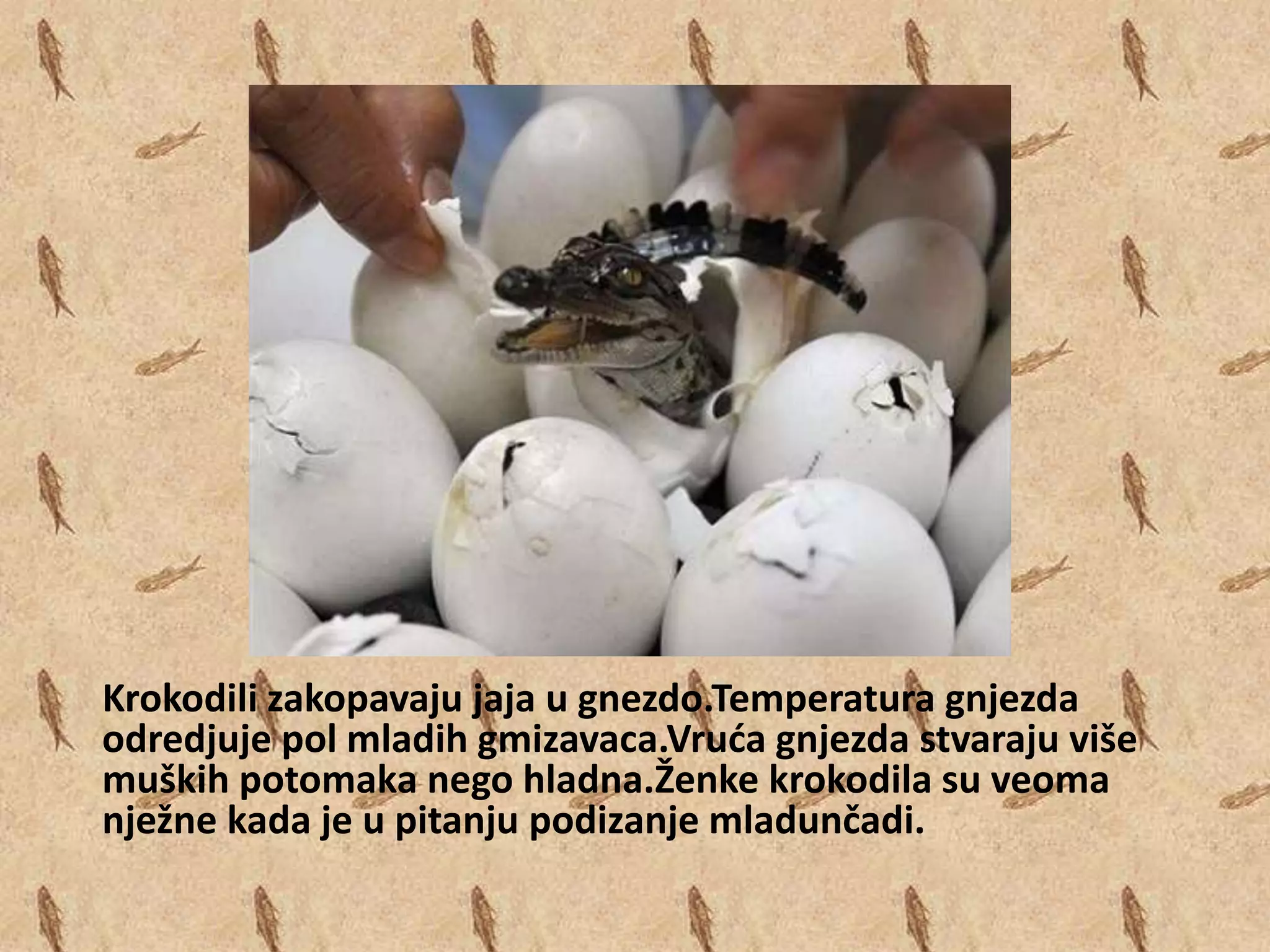 Sistem organa za razmnozavanje kod zivotinja- Srbac | PPTX