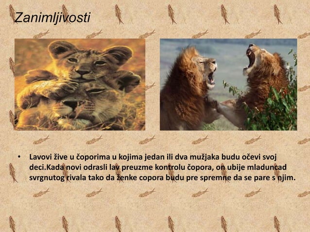 Sistem organa za razmnozavanje kod zivotinja- Srbac | PPTX