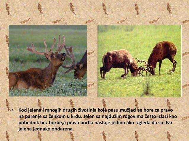 Sistem organa za razmnozavanje kod zivotinja- Srbac | PPTX