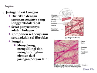 jaringan epitelium | PPT