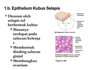 jaringan epitelium | PPT