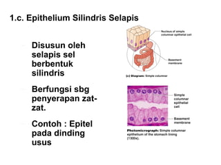 jaringan epitelium | PPT