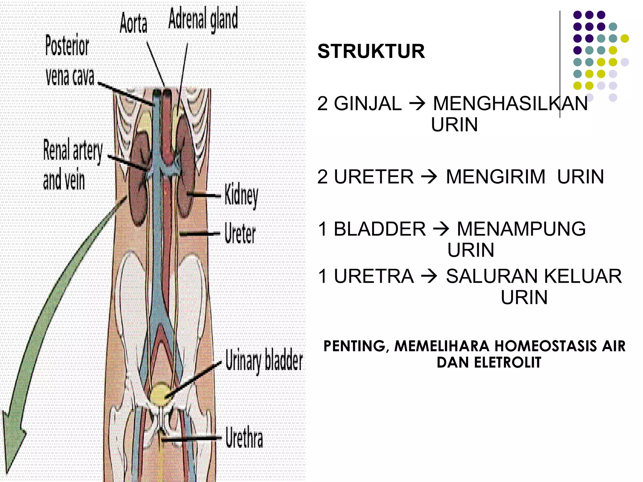 Biologi kedokteran sistem urinaria | PPT