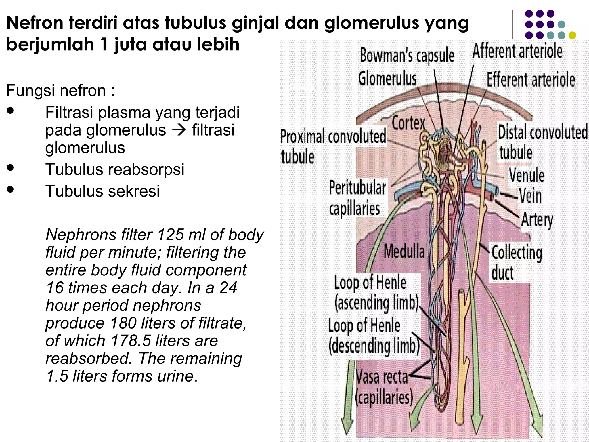 Biologi kedokteran sistem urinaria | PPT