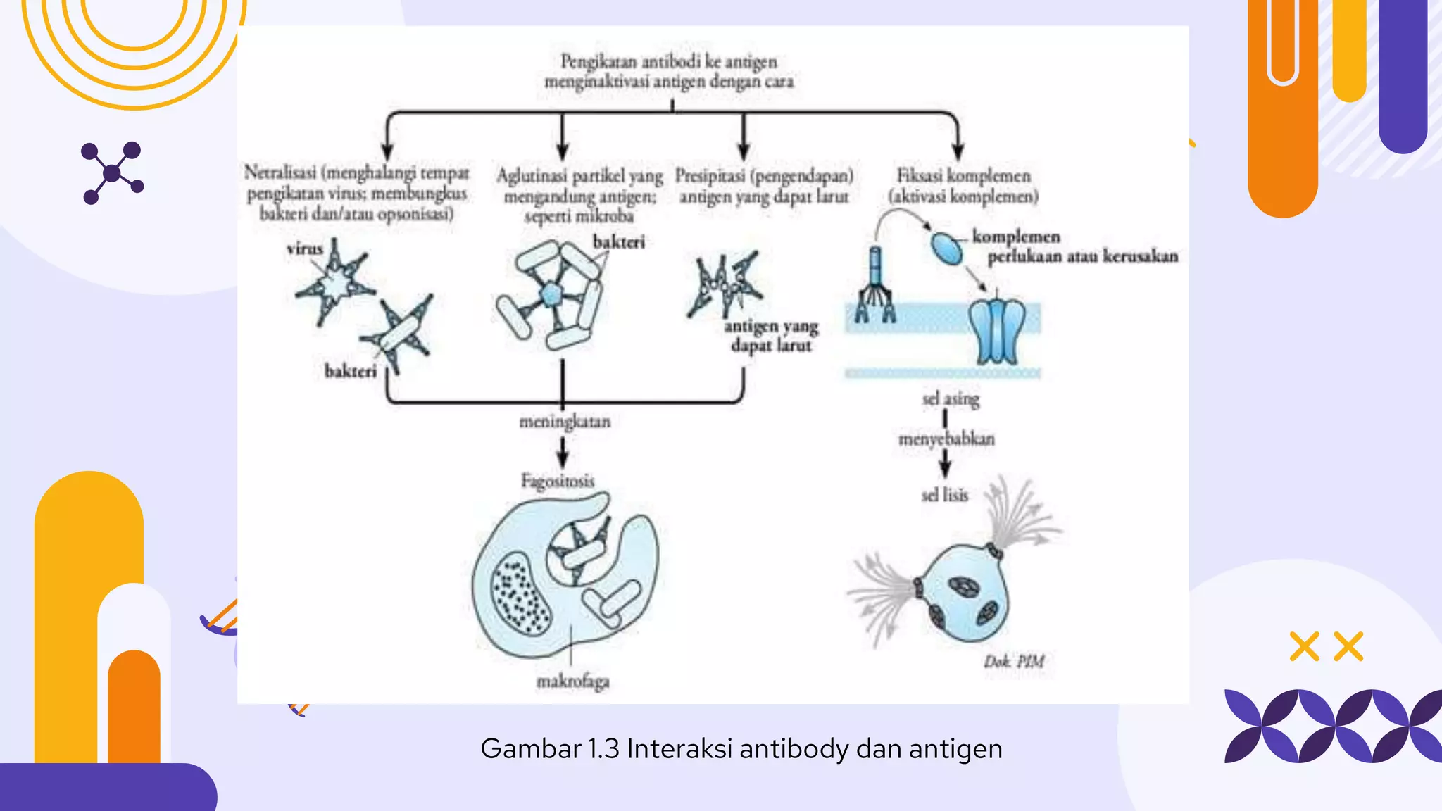 BIOLOGI_KELOMPOK 2B.pptx
