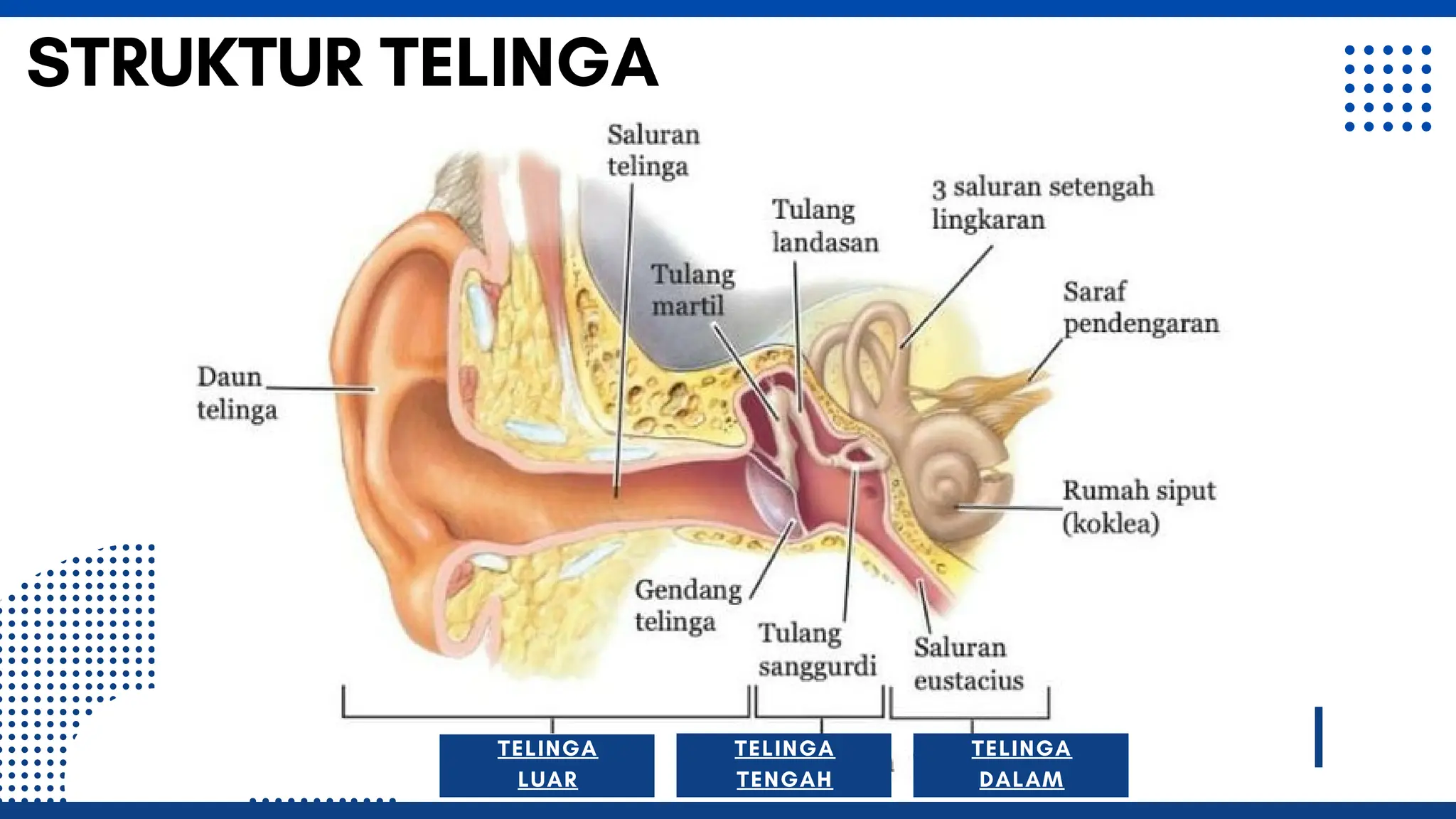 BIOLOGI KELOMPOK 3 INDRA PENDENGARAN.pdf