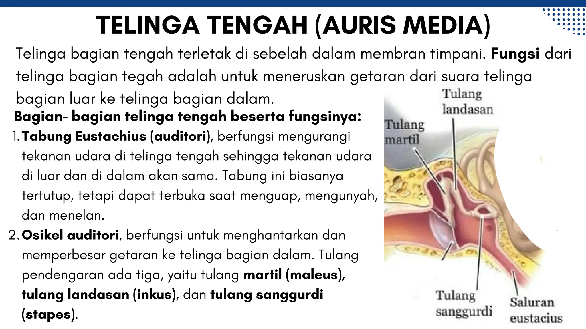 BIOLOGI KELOMPOK 3 INDRA PENDENGARAN.pdf
