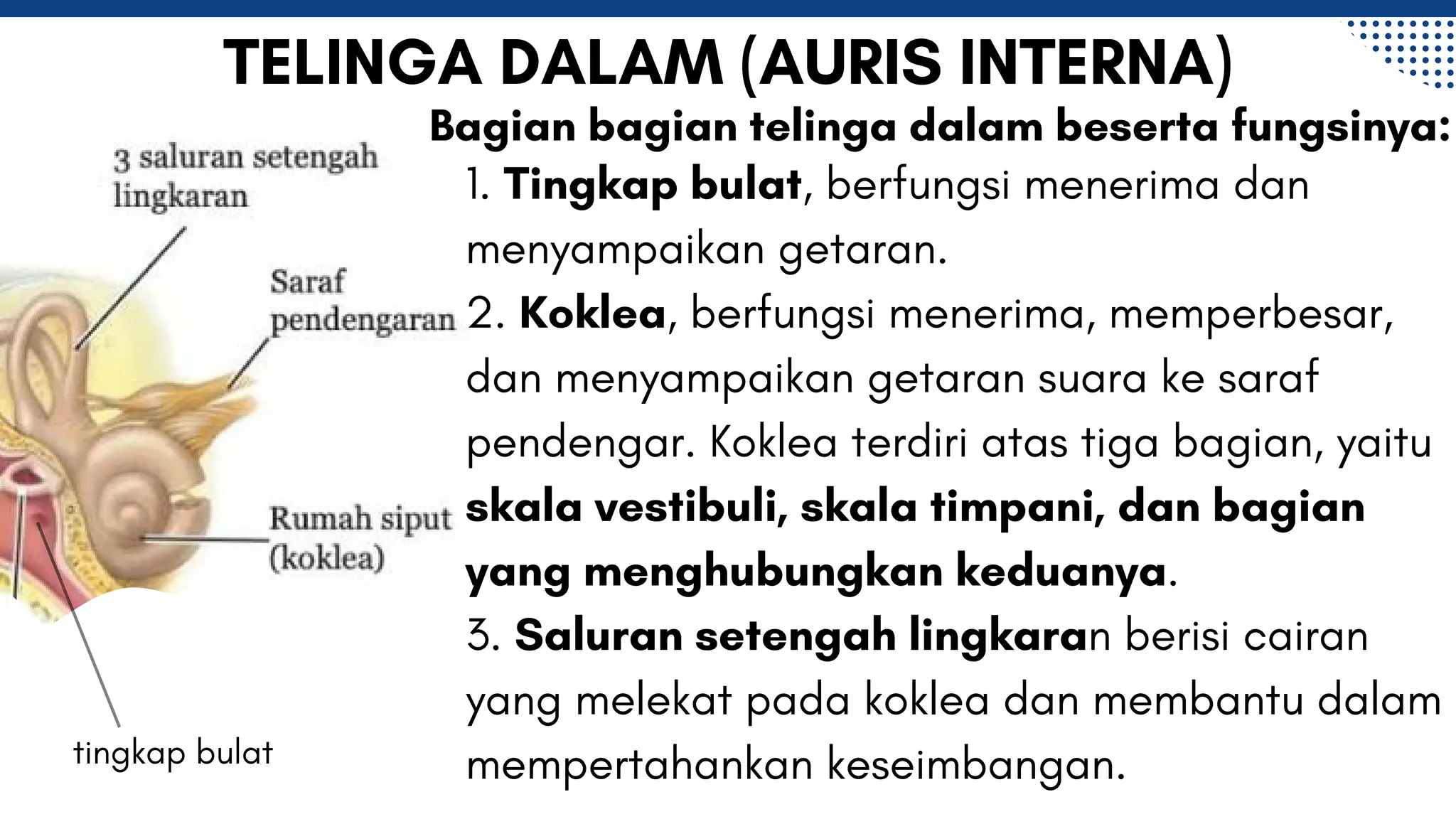 BIOLOGI KELOMPOK 3 INDRA PENDENGARAN.pdf