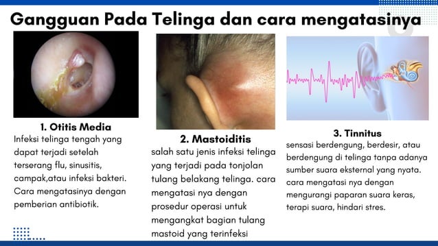 BIOLOGI KELOMPOK 3 INDRA PENDENGARAN.pdf