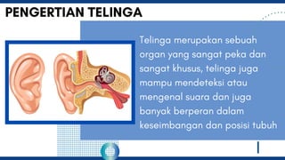 BIOLOGI KELOMPOK 3 INDRA PENDENGARAN.pdf