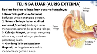 BIOLOGI KELOMPOK 3 INDRA PENDENGARAN.pdf