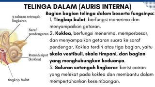 BIOLOGI KELOMPOK 3 INDRA PENDENGARAN.pdf