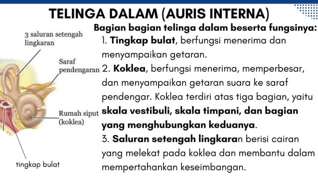 BIOLOGI KELOMPOK 3 INDRA PENDENGARAN.pdf