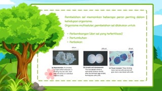 Biologi kelompok 4.pptx
