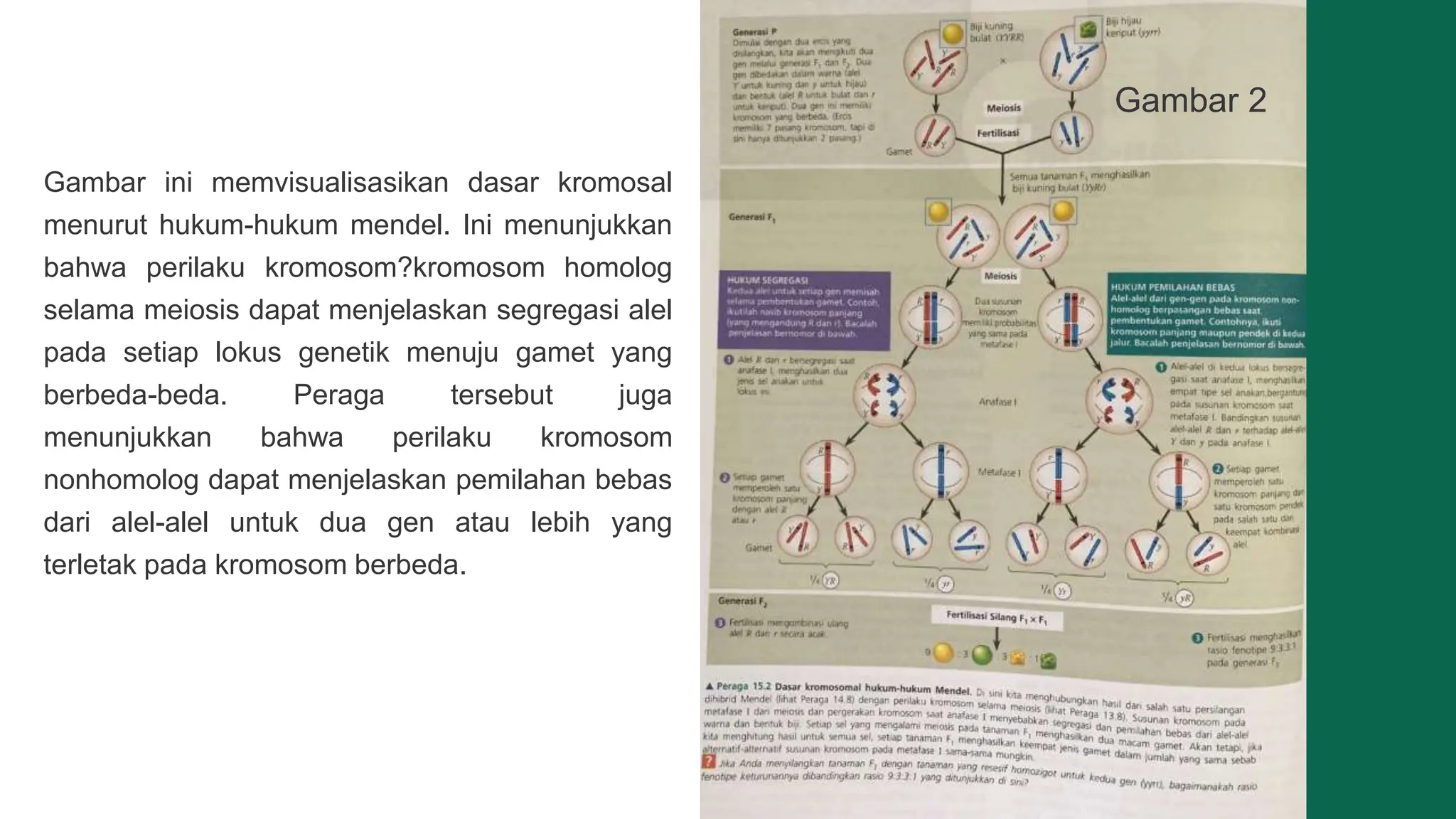 BIOLOGI_KELOMPOK_5 Genetika Klasik SEl.pptx