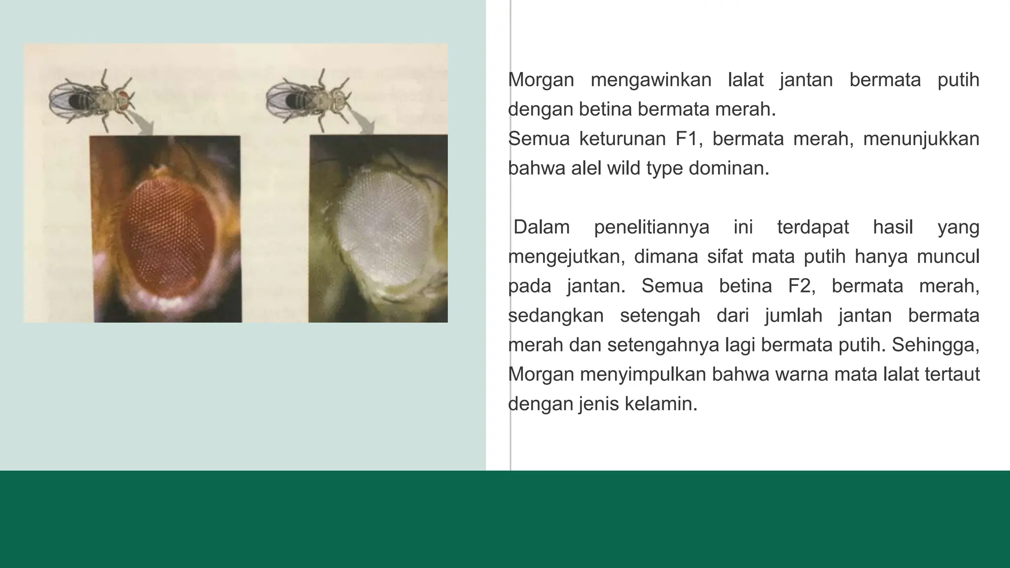 BIOLOGI_KELOMPOK_5 Genetika Klasik SEl.pptx