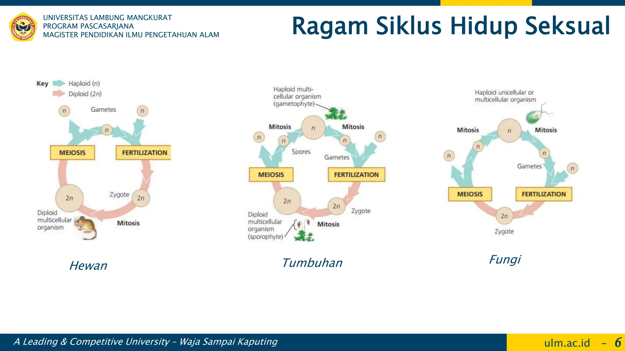 BIOLOGI_KELOMPOK_5 Genetika Klasik SEl.pptx