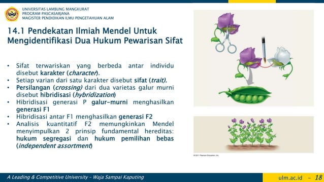 BIOLOGI_KELOMPOK_5 Genetika Klasik SEl.pptx | Free Download