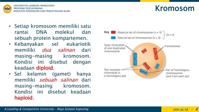 BIOLOGI_KELOMPOK_5 Genetika Klasik SEl.pptx