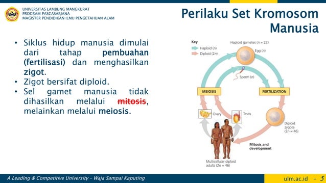 BIOLOGI_KELOMPOK_5 Genetika Klasik SEl.pptx