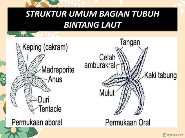 echinodermata | PPT