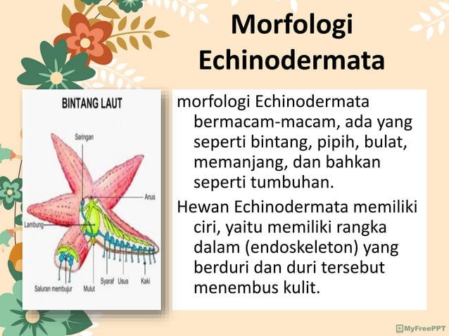 echinodermata | PPT