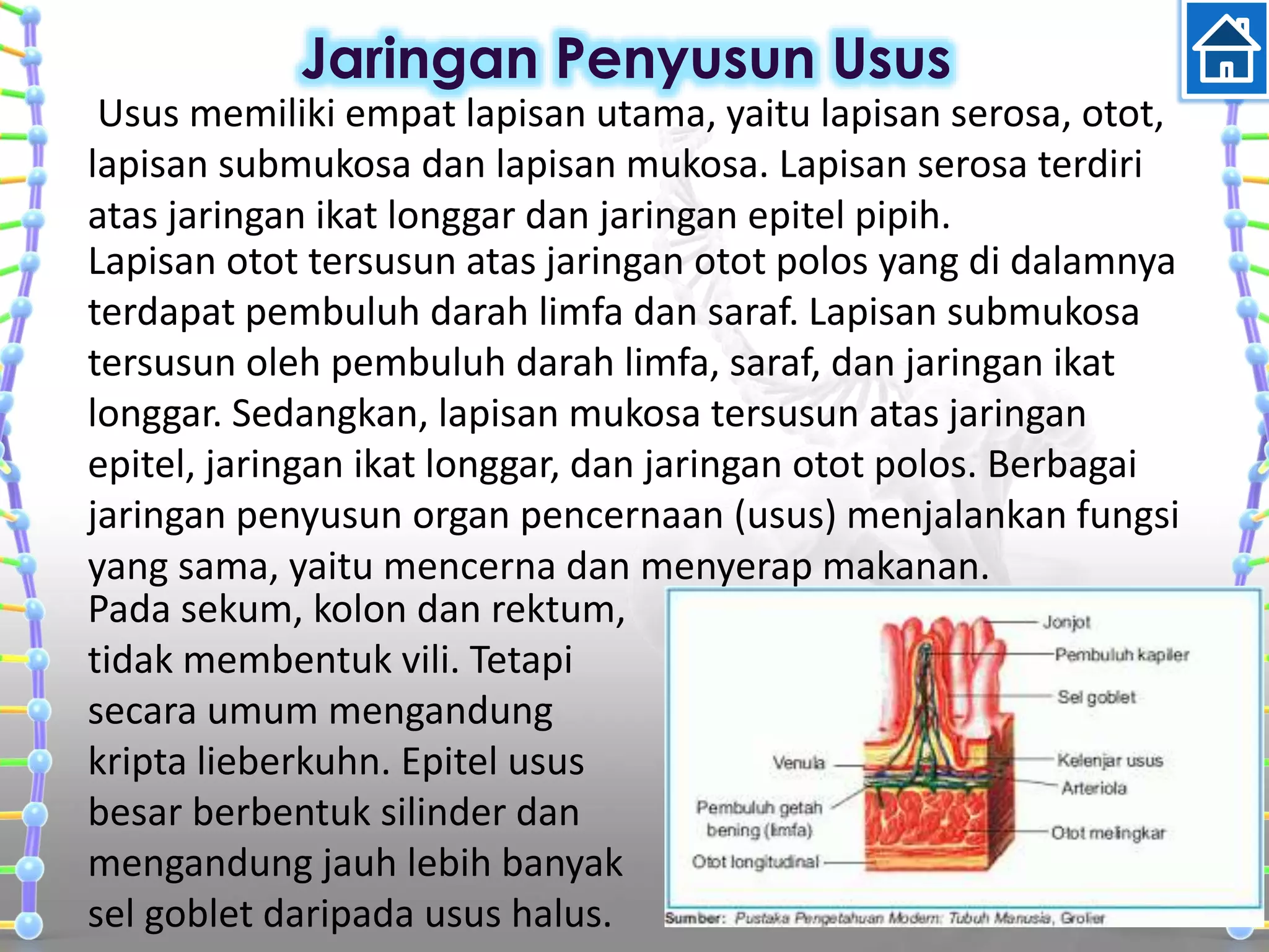 Biologi - Kolon | PPTX