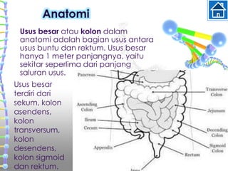 Biologi - Kolon | PPTX
