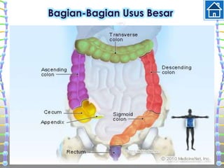Biologi - Kolon | PPTX