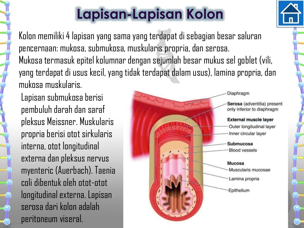 Biologi - Kolon